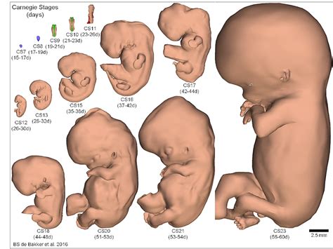 El desarrollo de un embrión humano en 3D