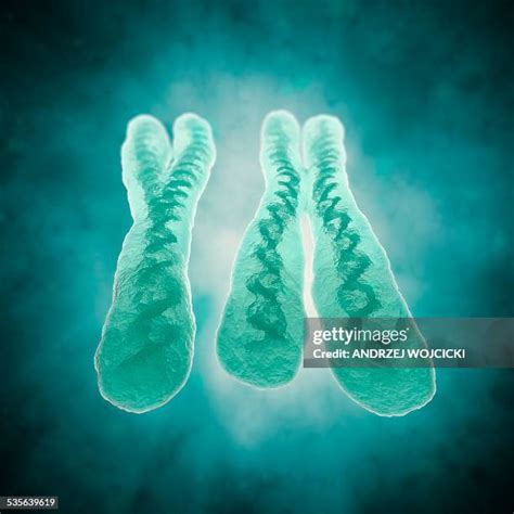 X Y Chromosomes Stock Fotos Und Bilder Getty Images