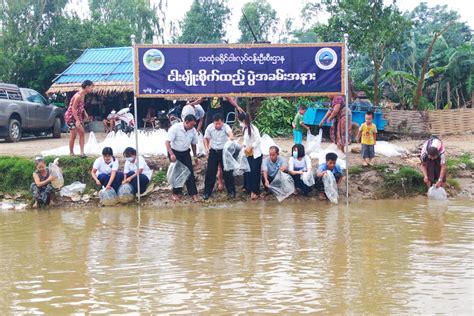 သထုံမြို့နယ် ဒုံသမိမြစ်အတွင်း ငါးလုပ်ငန်းဦးစီးဌာနမှ ငါးမျိုးစိုက်ထည့