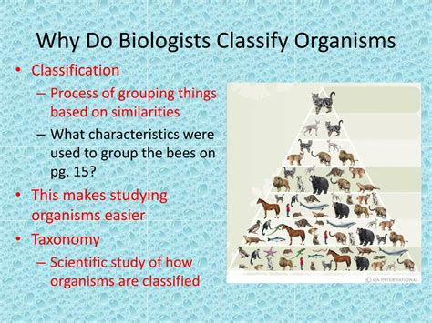 Ppt Classifying Life Powerpoint Presentation Free Download Id 2328892