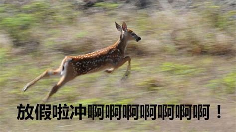 放假啦！我祭出这组国庆表情包来表达激动心情啦！表情包放假心情新浪新闻