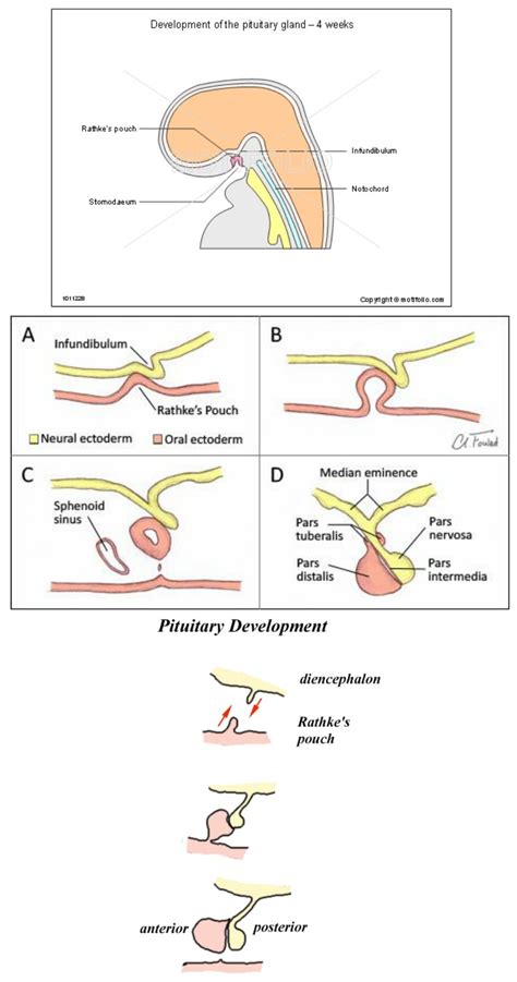 Development Of Pituitary Rathkes Pouch From Ectodermal Stomadeun Pituitary Gland