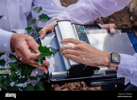 Scientist Measuring Leaf Area By Handheld Instrument That Performs Non Destructive Leaf Area
