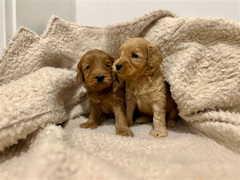 Cockapoo 4 Monate Rot