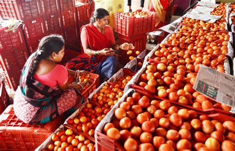 Tomato Prices To Stabilise Within Next 15 Days Says Government