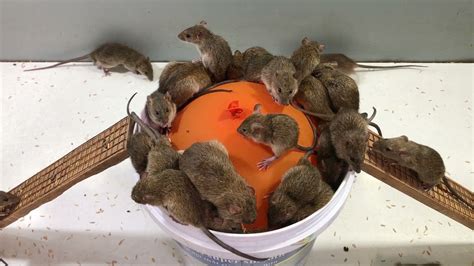 Simple Mousetrap With Balloons Orange And Water 🐭 30 Mice In Trapped