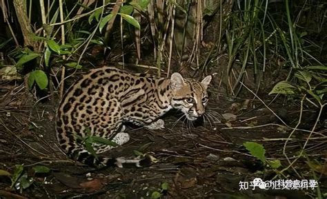 为什么只听说过豹猫没听说过虎猫虎猫我们的皮你应该见过 知乎