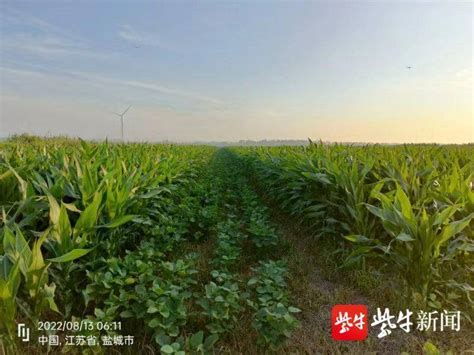 射阳县黄沙港镇大豆玉米带状复合种植钱景好 夜蛾 行距 改良