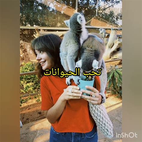 معلومات عن ايفا Youtube