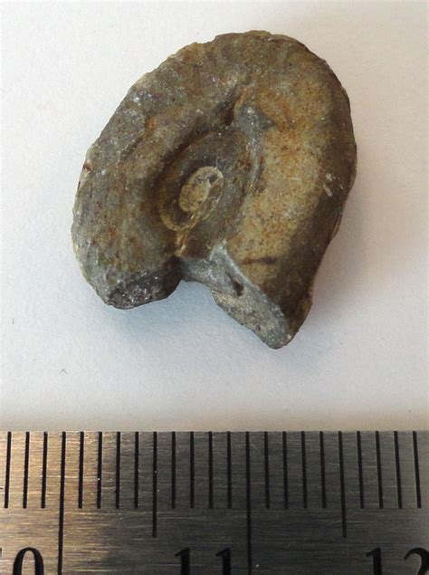 Something Coiled Fossil Id The Fossil Forum
