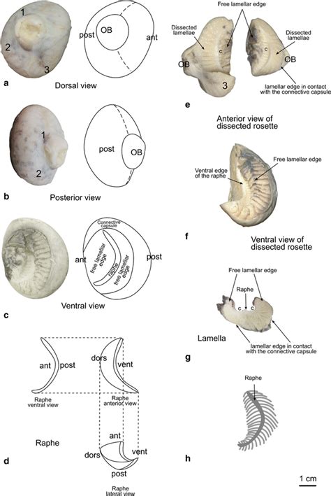 The Olfactory Rosette Of The Greenland Shark Olfactory Rosette Fixed