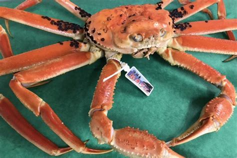 日本海冬の味覚！茹で松葉ガニ1kg前後×1｜ ふるさとギフトのご紹介 ｜ 京都府京丹後市 ふるさと納税 ギフト交換サイト