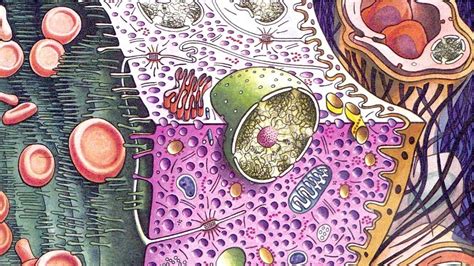 Biology Art Wallpapers Top Free Biology Art Backgrounds Wallpaperaccess