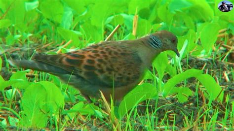 金背鳩 2021新編台灣野鳥集錦 第二單元特有亞種野鳥 Wild Birds of Taiwan YouTube