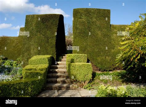 English Yew Great Dixter England Yew Taxus Baccata Topiary