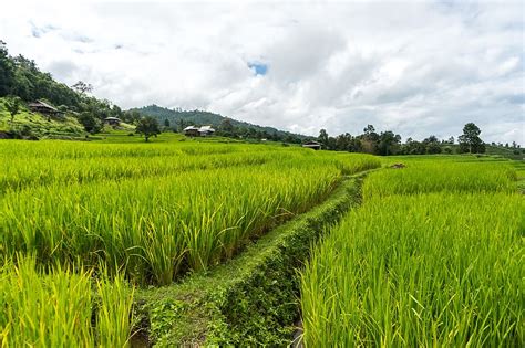Hd Wallpaper Chaing Mai Field Chiang Mai Green Ray Rice Sunset