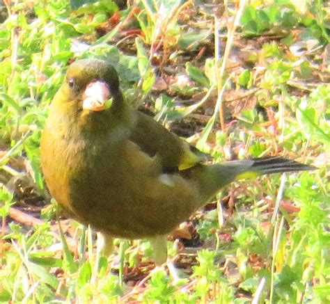 カワラヒワ 亜種カワラヒワ 2020 04 18 日本の野鳥識別図鑑
