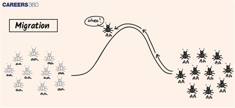 Biological Evolution Definition Types And Examples