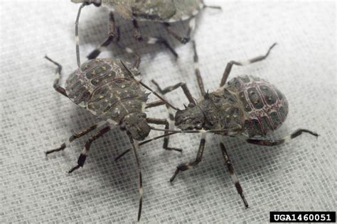 Stink Bug 101 An Introduction To Stink Bugs The Infinite Spider