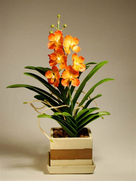 Фото Оранжевая орхидея в горшке