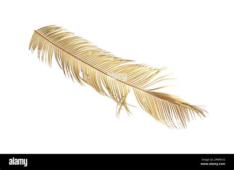 Abstract Botanical Palm Leaf Cut Out Stock Images And Pictures Alamy