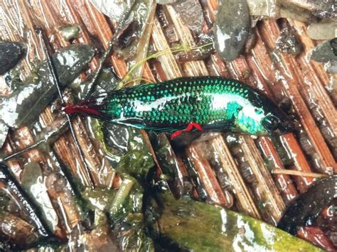 សុវណ្ណកេសី នគររាជ Home