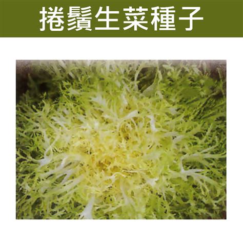【全館590免運】捲鬚生菜種子 捲鬚萵苣 Endive 蔬菜種子 萵苣種子 菜籽 萵苣 蔬果 蔬菜 生菜 童話園藝 蝦皮購物