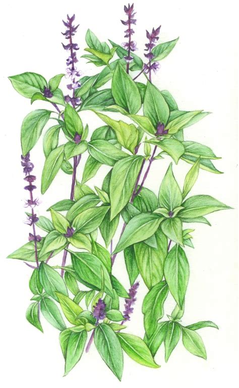 Jessies Art Holy Basil