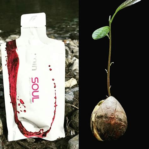 фактически семена содержат в 30 раз больше питательных веществ и антиоксидантов чем окружающие