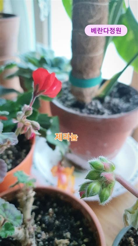 꿈꾸는써니 협찬 지호한방삼계탕김포직영점 김포구래동맛집 마산역맛집 가족외식하기좋은곳 웅추 협찬이지만 재방문 하고