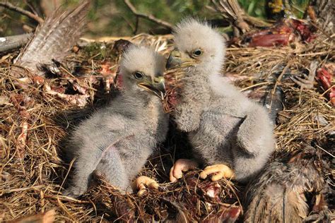 Viral Eaglets Growing Up On Live Cam Die After Storm Blows Nest Away