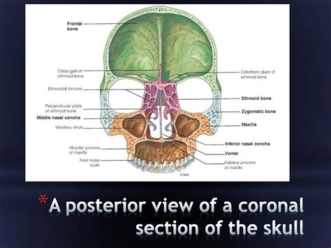 Clinical Anatomy Of The Head презентация онлайн