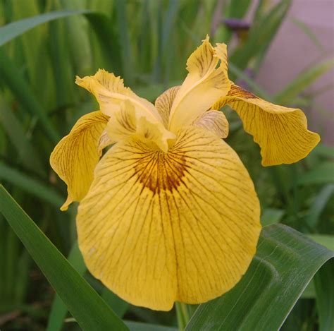 Iris ‘roy Davidson‘ Dariaus Gėlės