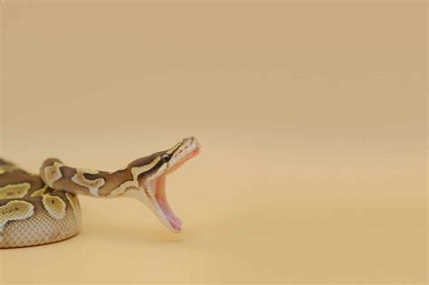 Ball Python Bite 101 Causes Treatment Do They Hurt