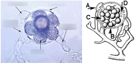 Water Mold Diagram