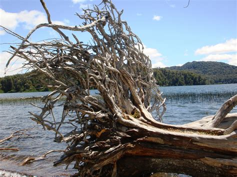 Viajar Por El Camino Al Bosque De Arrayanes
