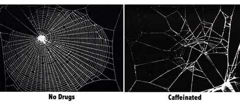 Spiders On Different Drugs Spin Different Types Of Web Patterns Core77