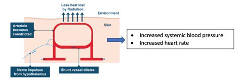 Body Temperature Homeostasis Cold Pressor Test A Mixed Course Based