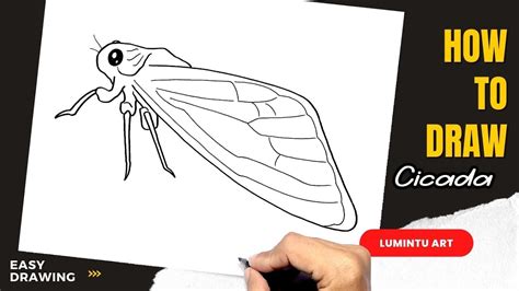 How To Draw Cicada Easy Cicada Drawing Youtube