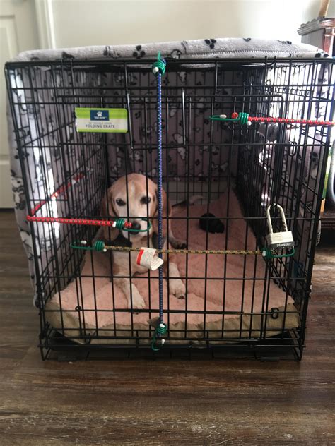 Crate Security Level Beagle R Beagles