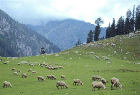 The Shepherds Wisdom In A Serene Valley Surrounded By Lush By