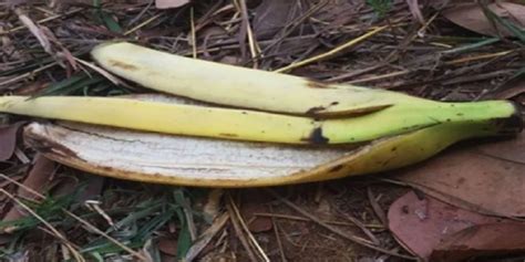 Ne jetez pas les peaux de banane à la poubelle Découvrez 8 façons de