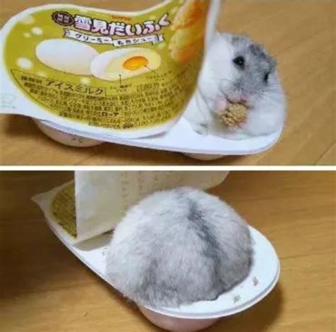 투디갤 찰떡 아이스 맛있지 않음