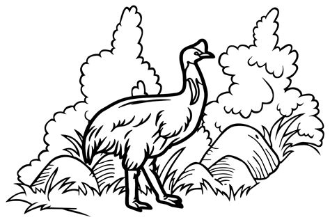cassowary coloring page pdf free printable coloring pages