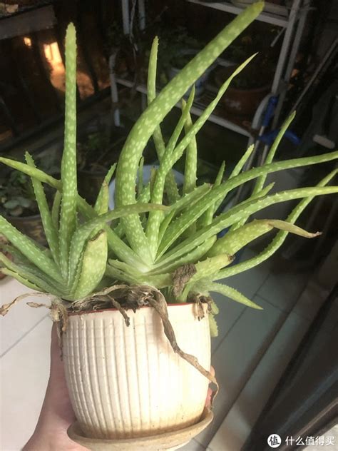 这棵芦荟生命力真顽强这真的是我养过的最好养的植物