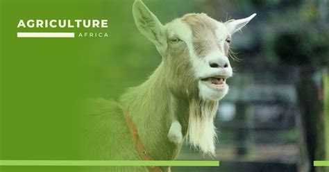 4 Best Dairy Goat Breeds For A Thriving Youth Farm