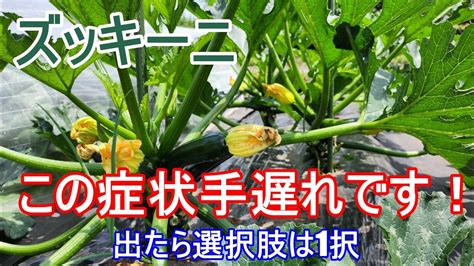 この症状が出たら要注意！「 ズッキーニ 」今年も出ちゃいました（泣）これが出たら早期決断を！ Youtube