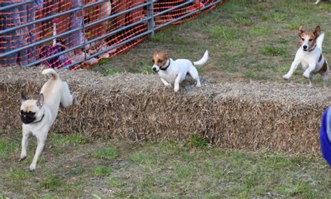 Clare Show Captivates Community Plains Producer