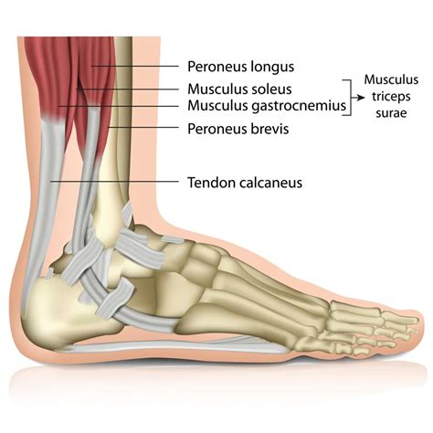 Feet First Newry Foot Clinic What Do Peroneal Muscles And Tendons Do