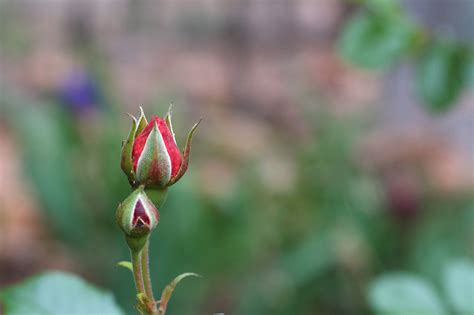 Gratis Afbeeldingen Natuur Bloesem Fabriek Fotografie Blad Bloem